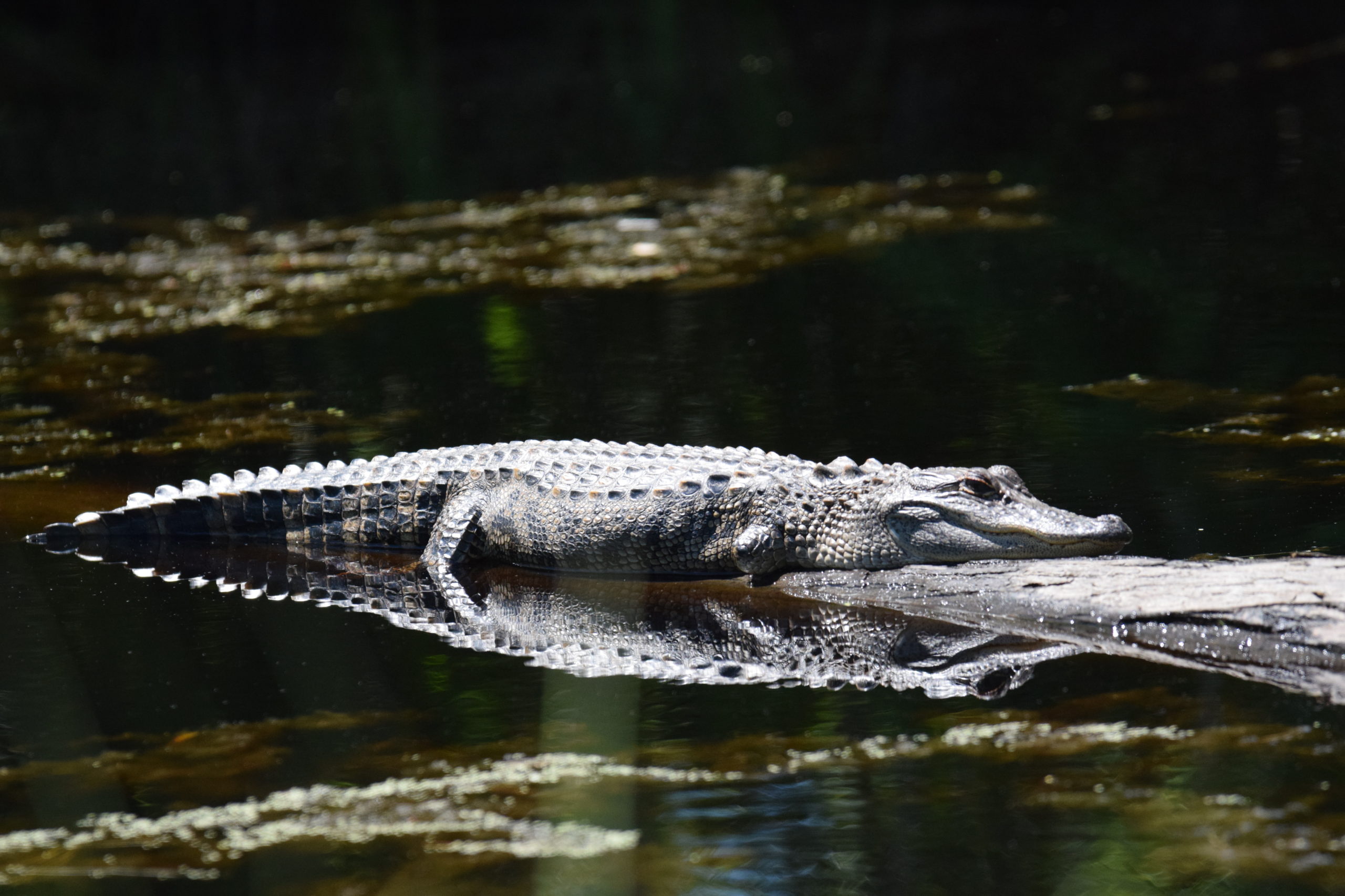 Shooting Alligators - My Single Lens Life