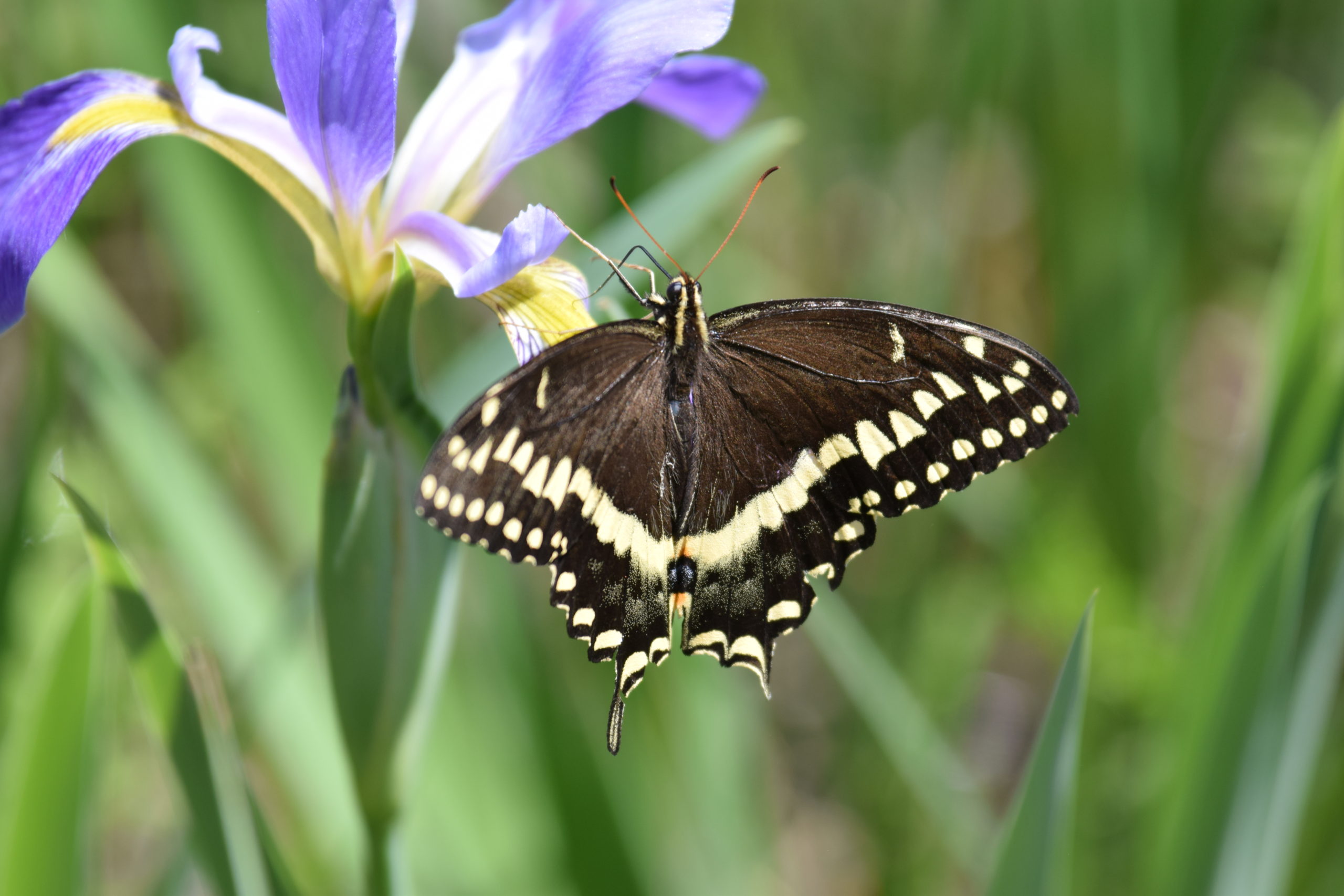 Bugs & Butterflies - My Single Lens Life